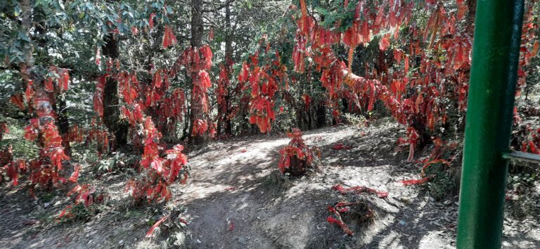 The Sacred Groves of Dev Bhoomi, Uttarakhand Sacred Earth Trust