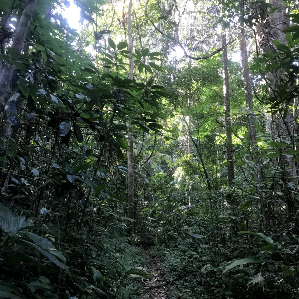 The Sacred Forests In The Land Of Clouds Sacred Earth Trust